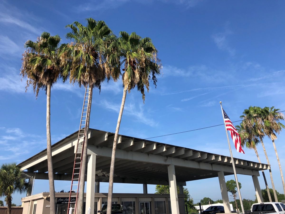 Commercial Tree Service | Precision Tree and Outdoor Services