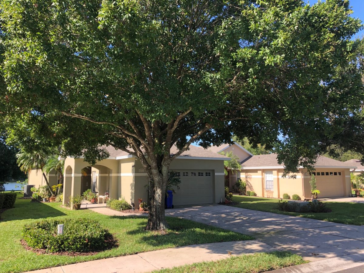 Tree Trimming | Precision Tree and Outdoor Services