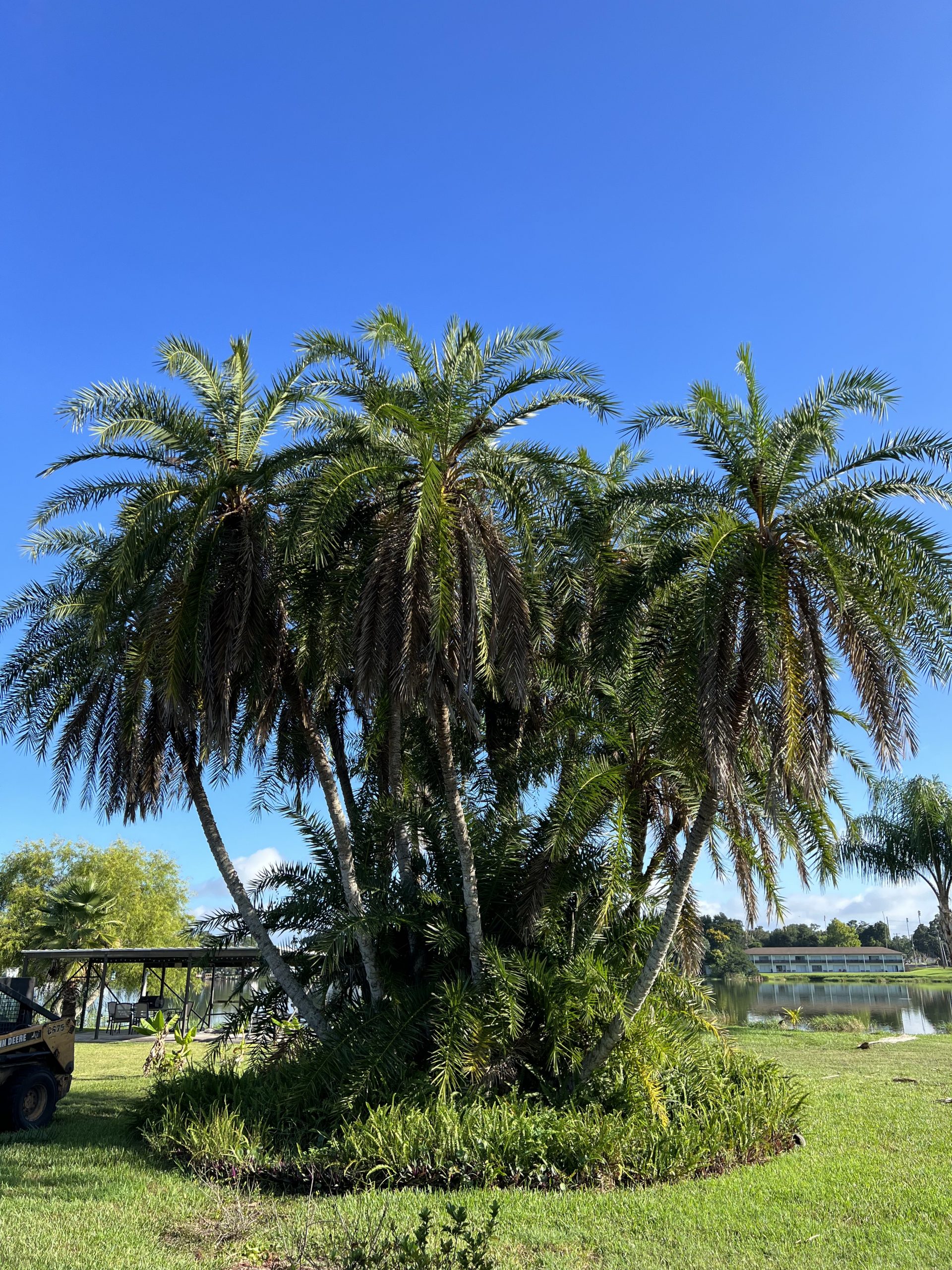 Gallery - Precision Tree and Outdoor Services