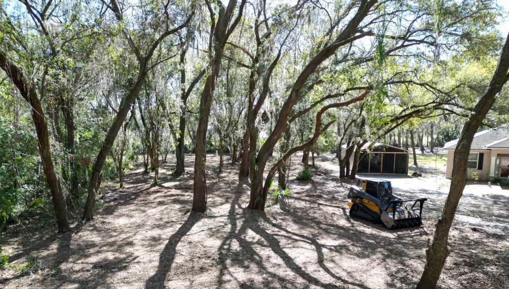 A Guide to Healthy Tree Growth and Maintenance