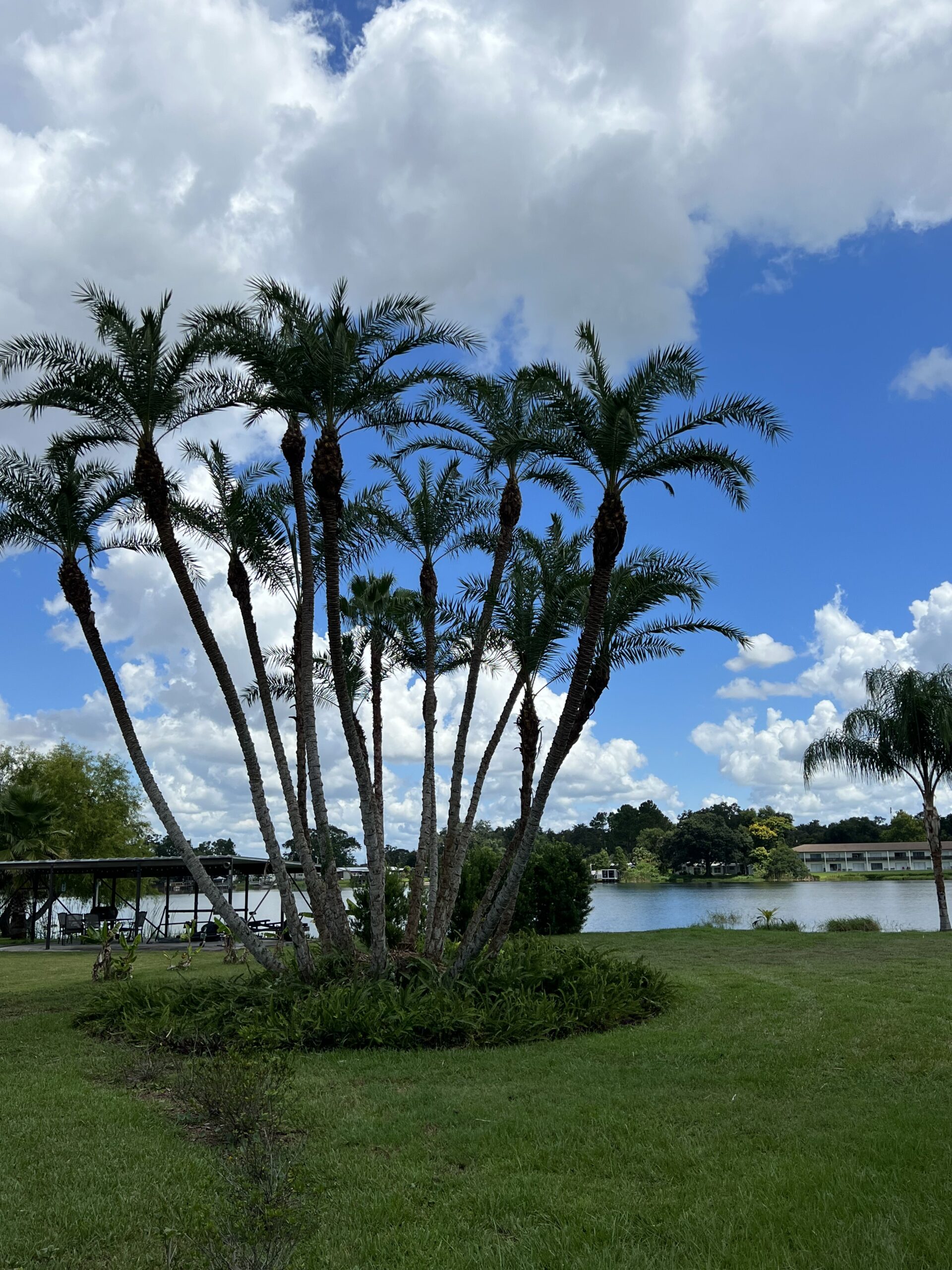 Incorporating Trees into Your Property Design - Precision Tree and ...